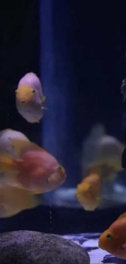 Vibrant Fish Aquarium Wallpaper - free download