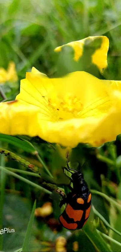 Vibrant Flower and Bug Wallpaper - free download