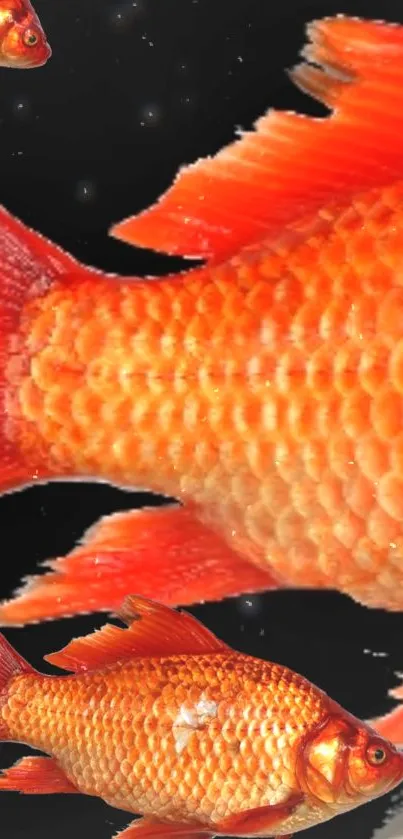 Vibrant Goldfish Mobile Wallpaper - free download