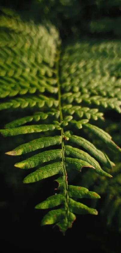 Vibrant Green Fern Leaves Wallpaper - free download