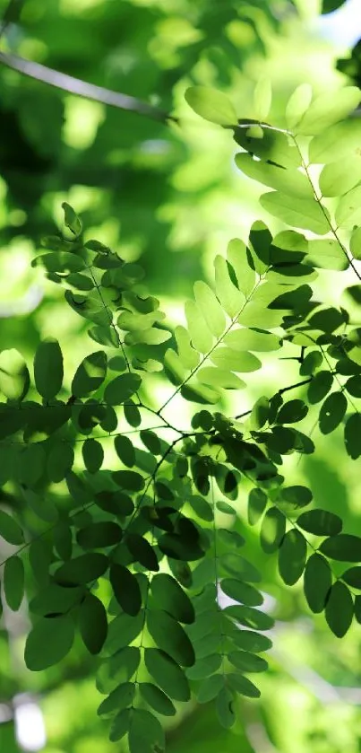 Vibrant Green Leaf Canopy - free download
