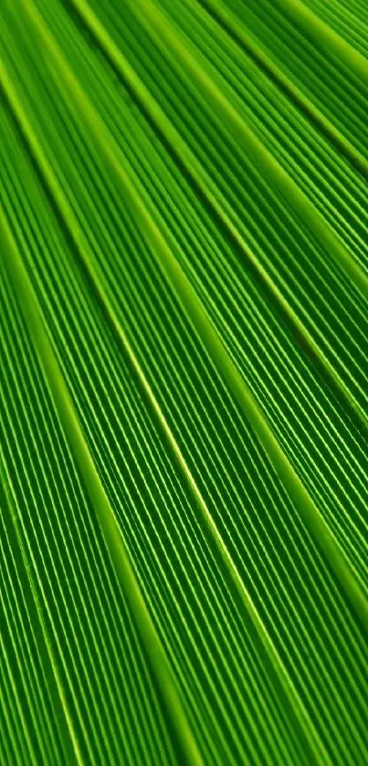 Vibrant Green Leaf Lines - free download