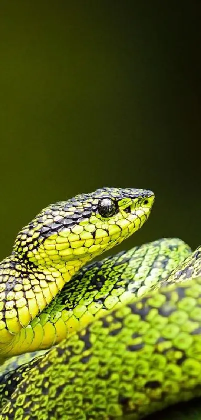 Vibrant Green Snake Wallpaper - free download