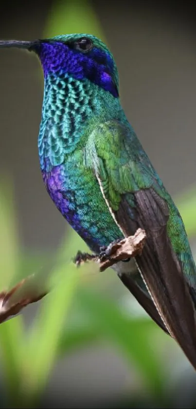 Vibrant Hummingbird Phone Wallpaper - free download