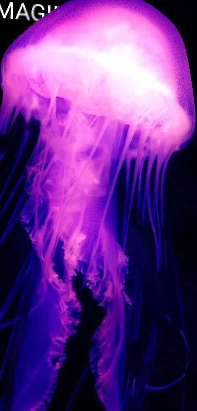 Vibrant Jellyfish Purple Wallpaper - free download