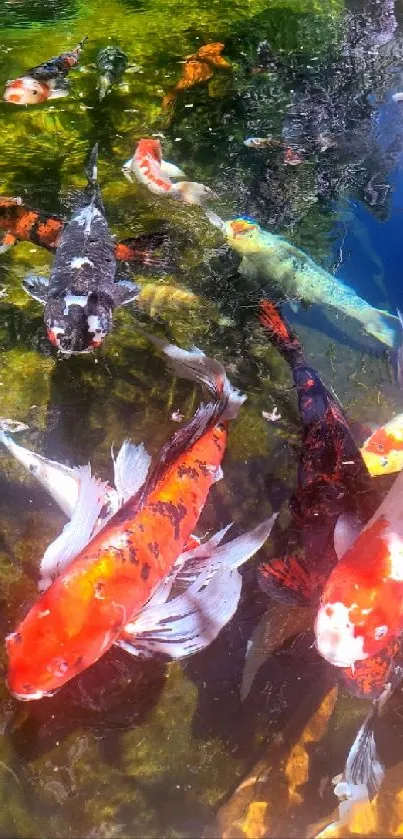 Vibrant Koi Pond Wallpaper - free download