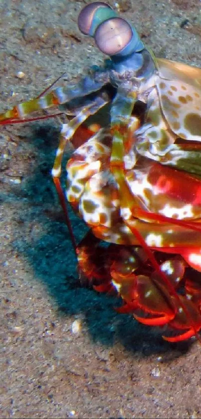 Vibrant Mantis Shrimp Wallpaper - free download