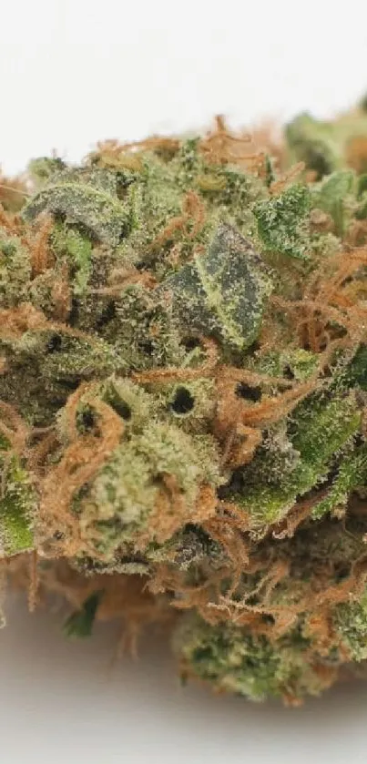 Vibrant Natural Cannabis Close-Up - free download