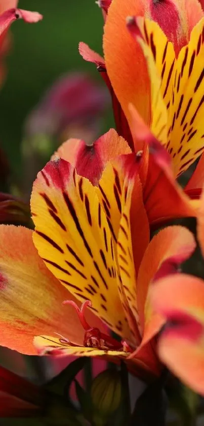 Vibrant Orange Floral Bloom - free download