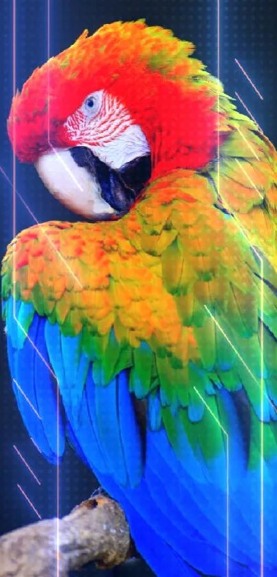 Vibrant Parrot Close-up Wallpaper - free download