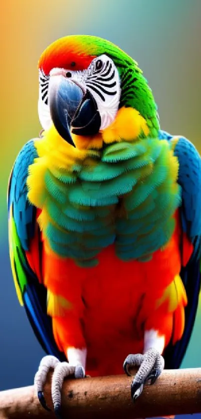 Vibrant Parrot Phone Wallpaper - free download