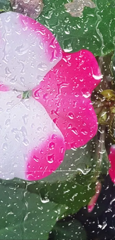 Vibrant Pink Rainy Flower Wallpaper - free download