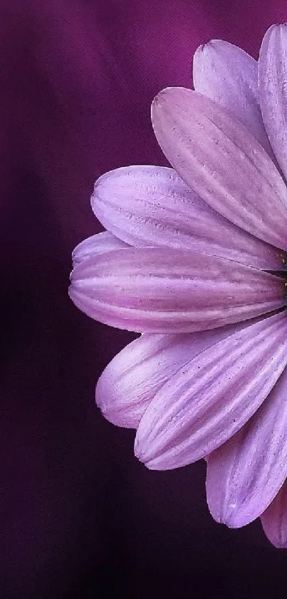 Vibrant Purple Flower Wallpaper - free download