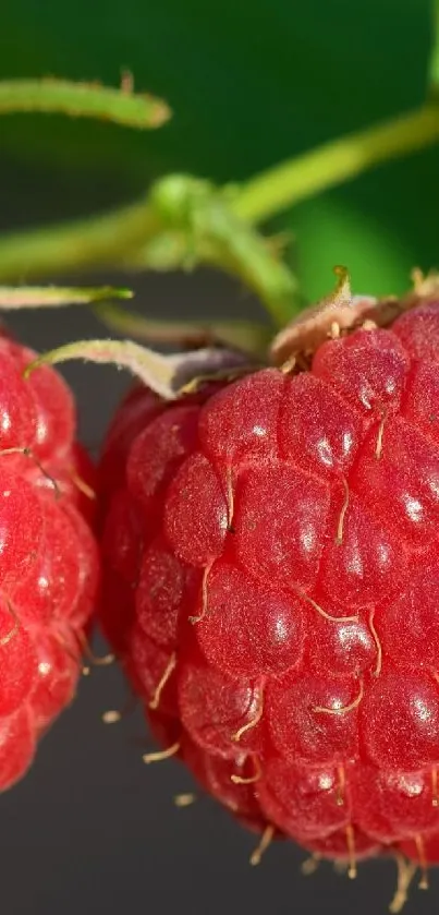 Vibrant Raspberry Wallpaper - free download