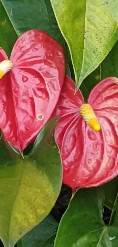 Vibrant Red Anthurium Leaves - free download