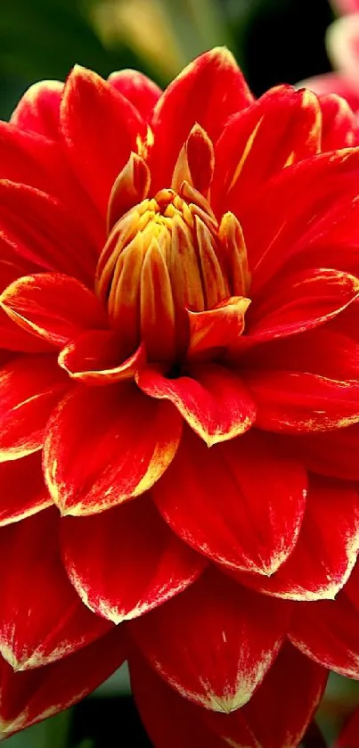 Vibrant Red Dahlia Wallpaper - free download