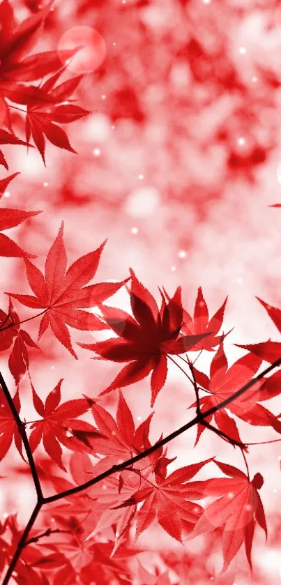 Vibrant Red Leaves Wallpaper - free download