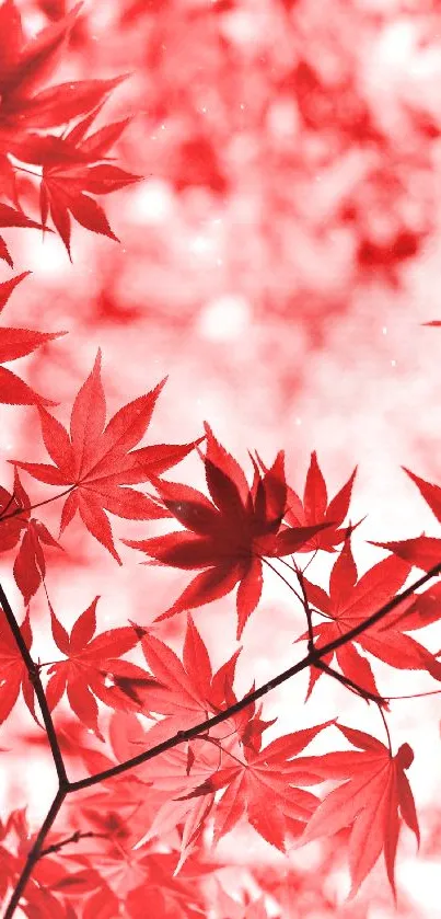 Vibrant Red Maple Leaves Design - free download