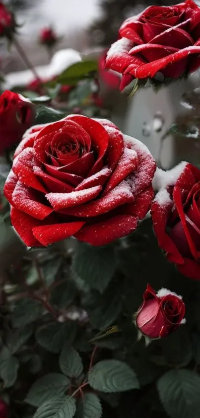Vibrant Red Roses with Snow - free download