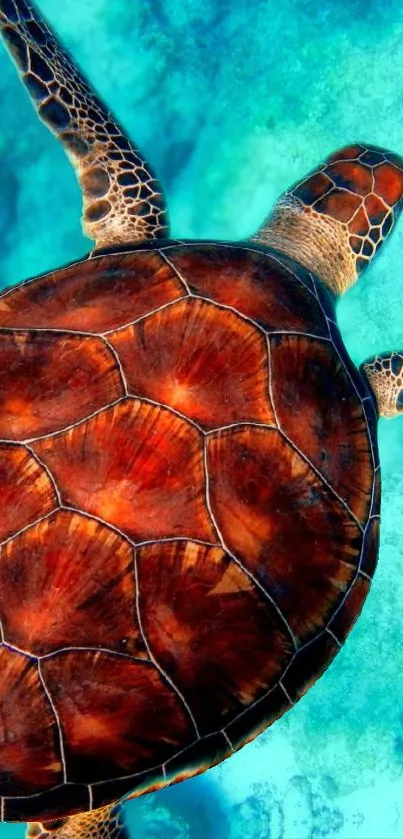 Vibrant Sea Turtle Wallpaper - free download
