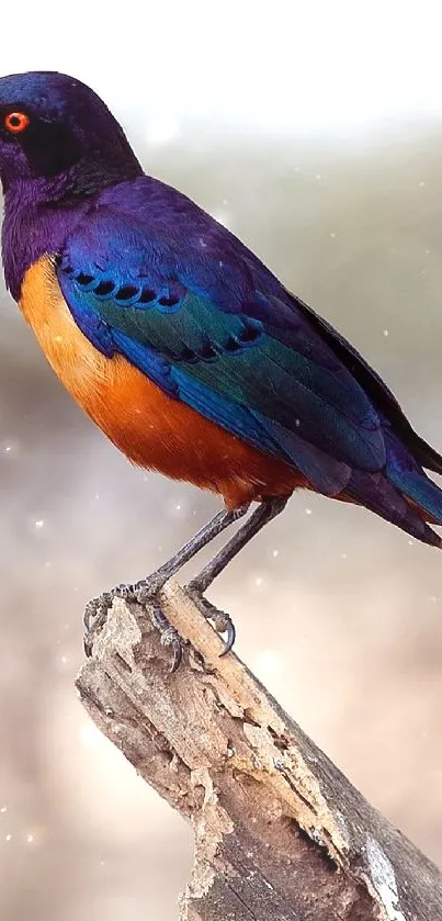 Vibrant Starling Bird Wallpaper - free download