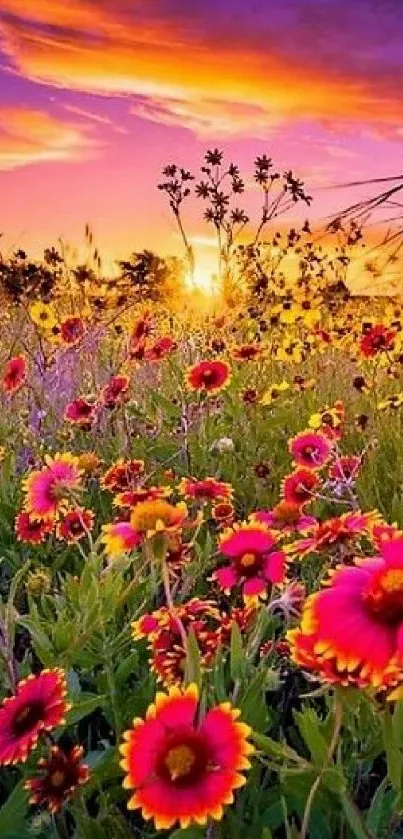 Vibrant Sunset Flower Field Wallpaper - free download
