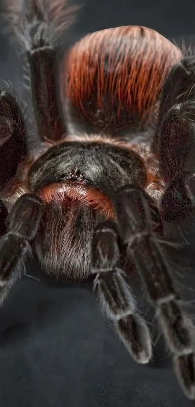 Vibrant Tarantula Close-Up - free download