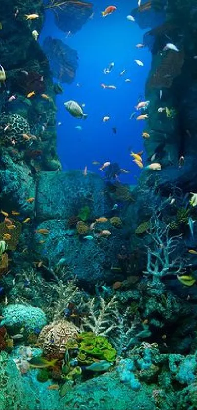 Vibrant Underwater Coral Reef - free download