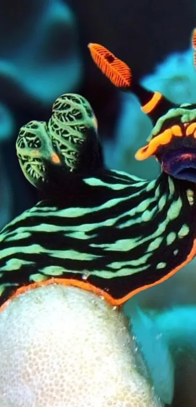 Vibrant Underwater Nudibranch Art - free download