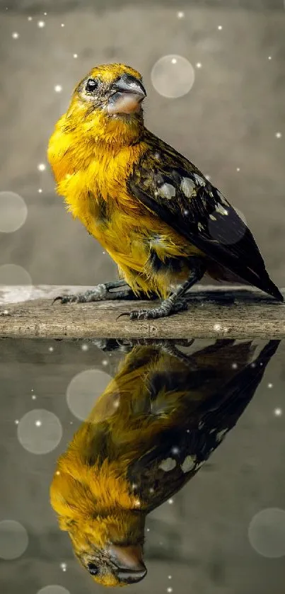 Vibrant Yellow Bird Reflection - free download