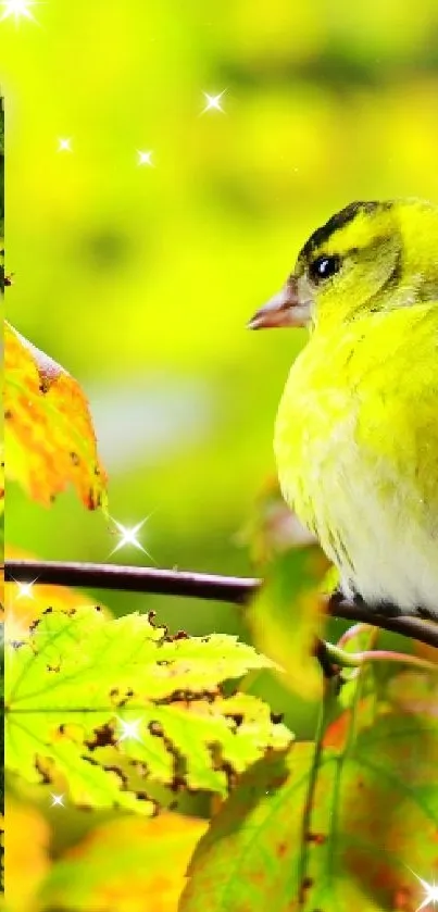 Vibrant Yellow Bird Wallpaper - free download