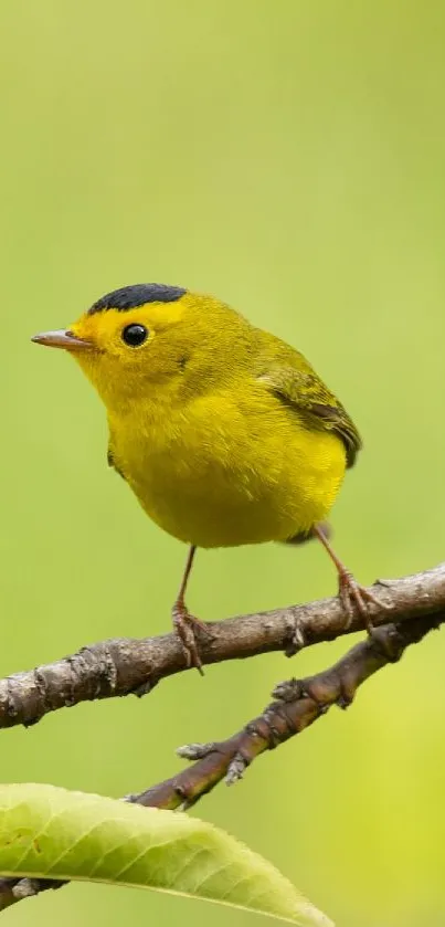 Vibrant Yellow Bird Wallpaper - free download