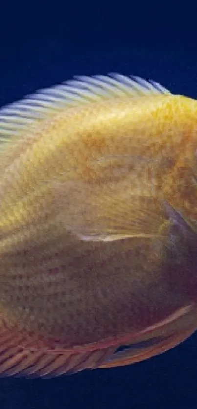 Vibrant Yellow Fish Wallpaper - free download