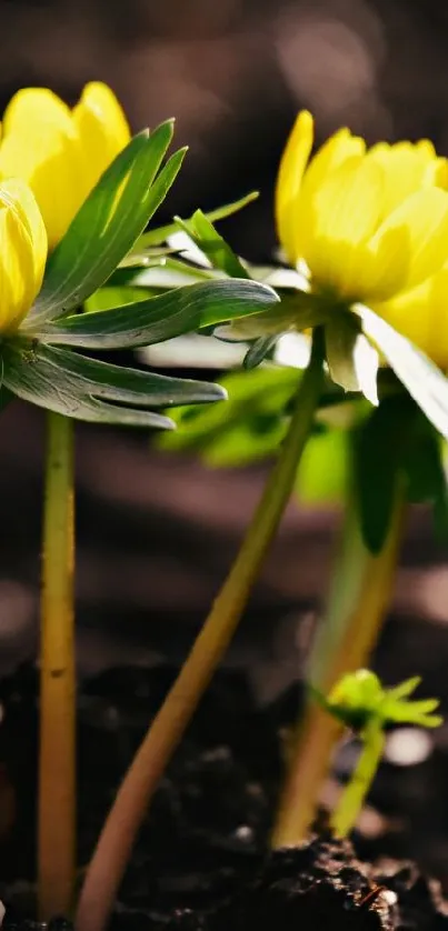 Vibrant Yellow Flower Blossoms - free download