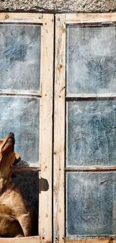 Vintage Window with Dog - free download