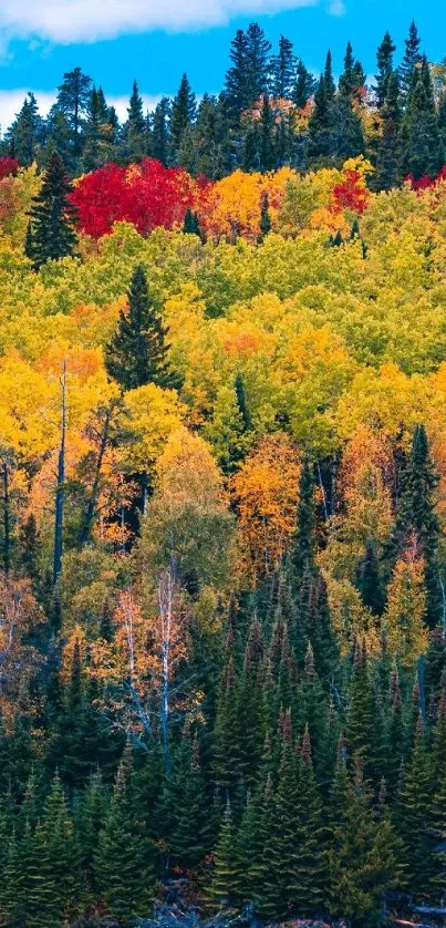Vivid Autumn Forest Scene - free download