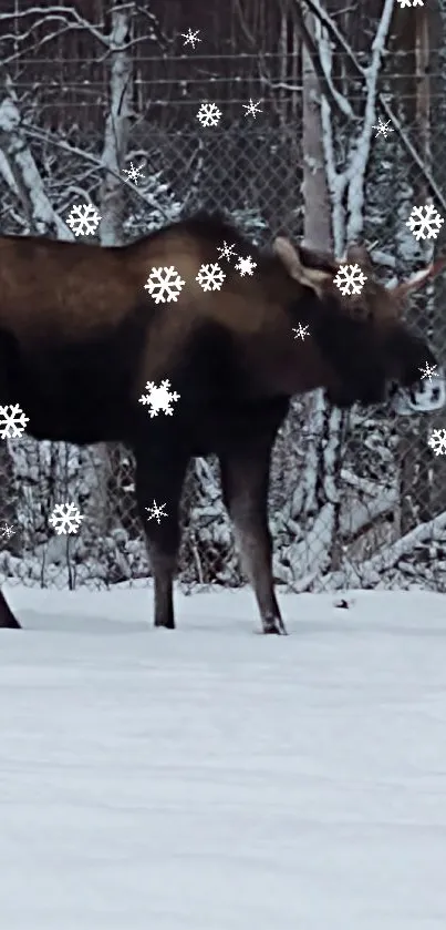 Winter Moose in Snowy Forest - free download