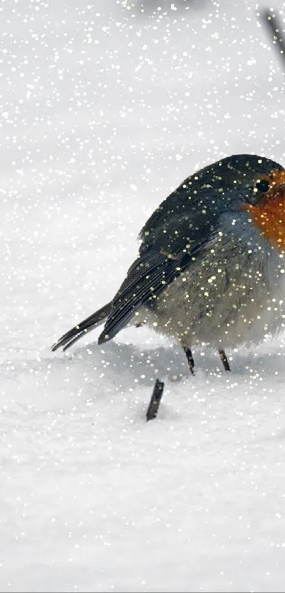 Winter Robin in Snow - free download