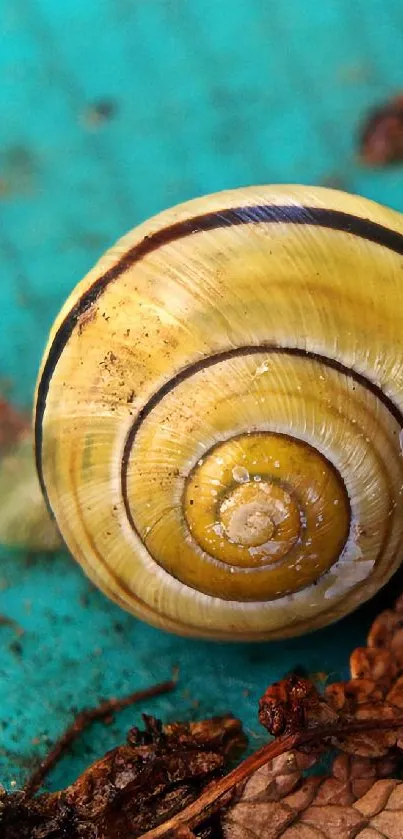 Vibrant Snail Shell Art - free download