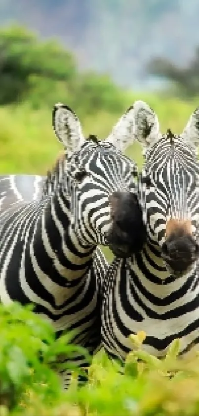 Zebra Pair Wildlife Wallpaper - free download